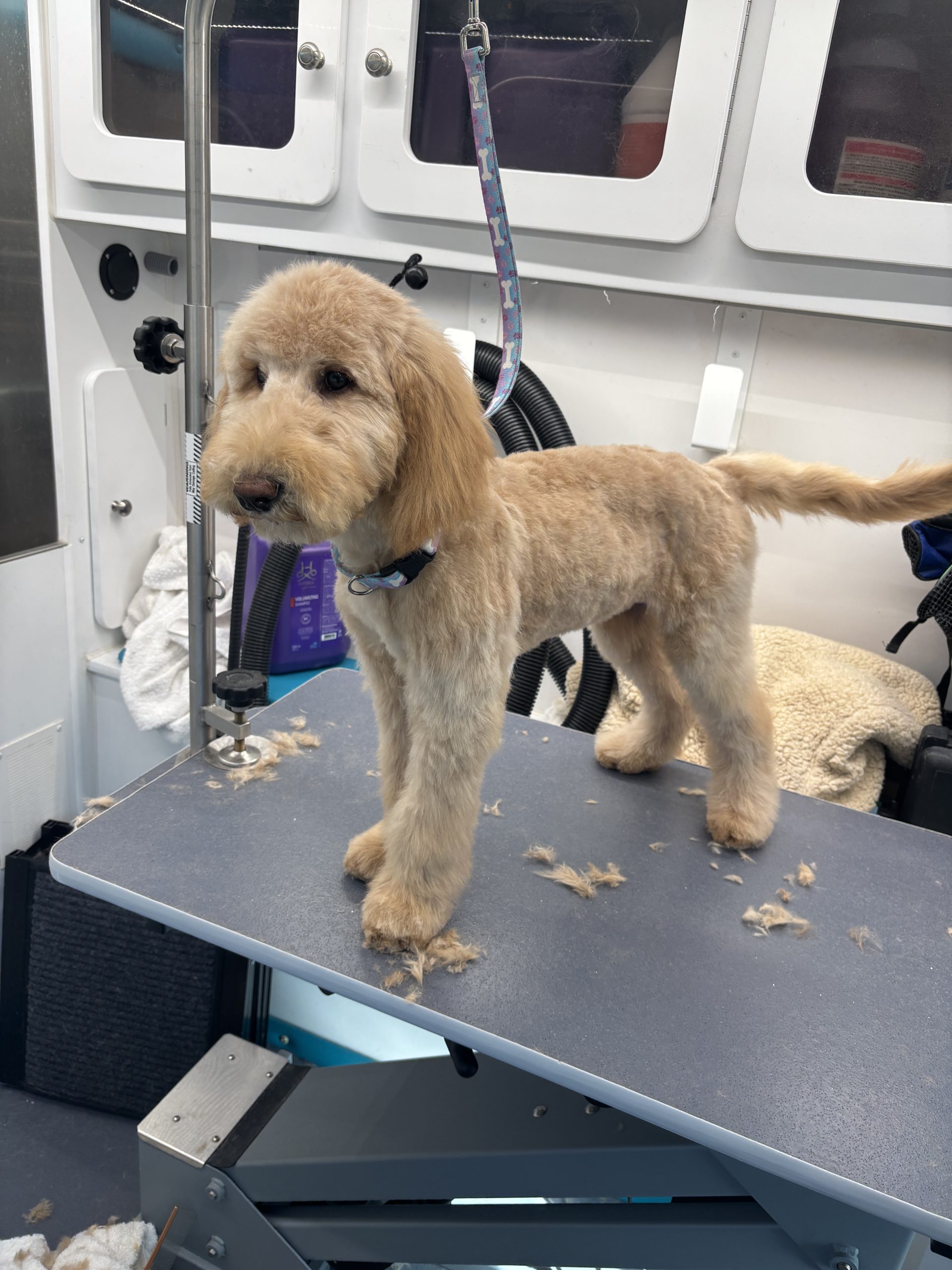 About Us - Dashing Dogs Mobile Dog Grooming